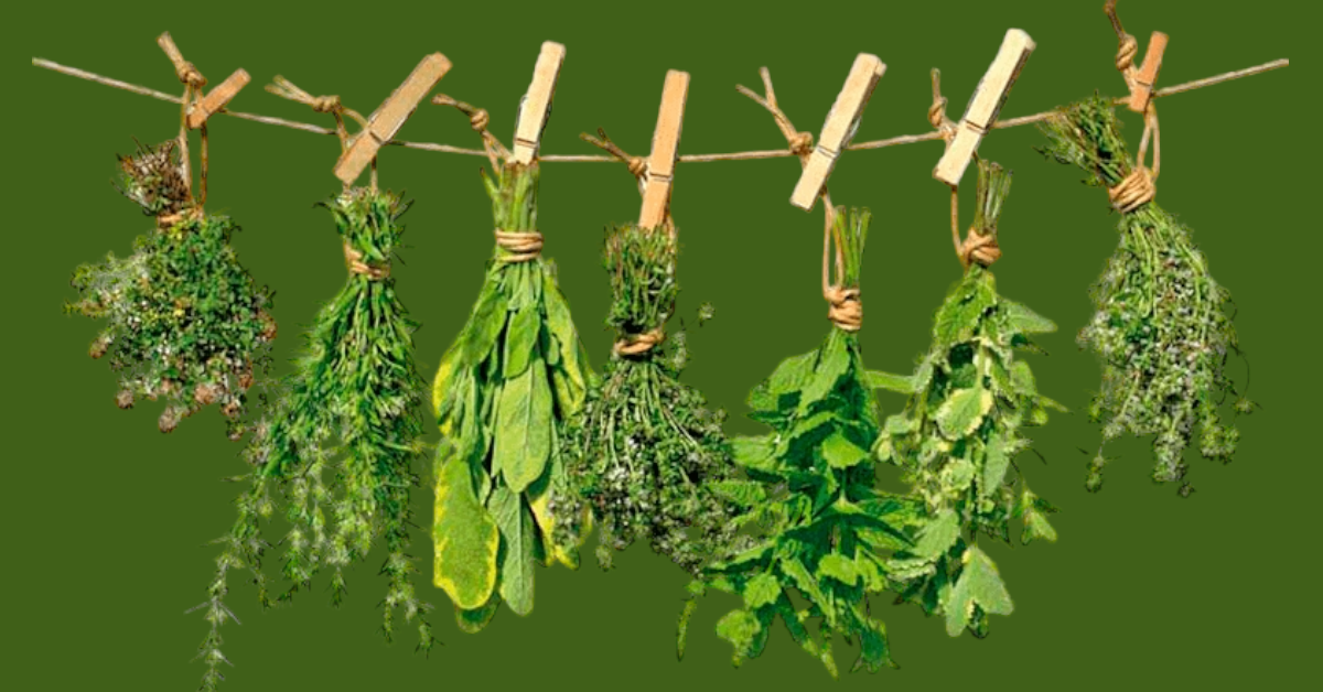 7 plantas mágicas que debes tener en casa - Marcos Nahuel